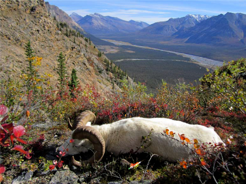 RMSGear Blog: NWT hunt with Tavis Rogers