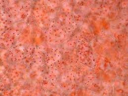 Kromoplas (Plastida Berwarna) ~ LET'S STUDY