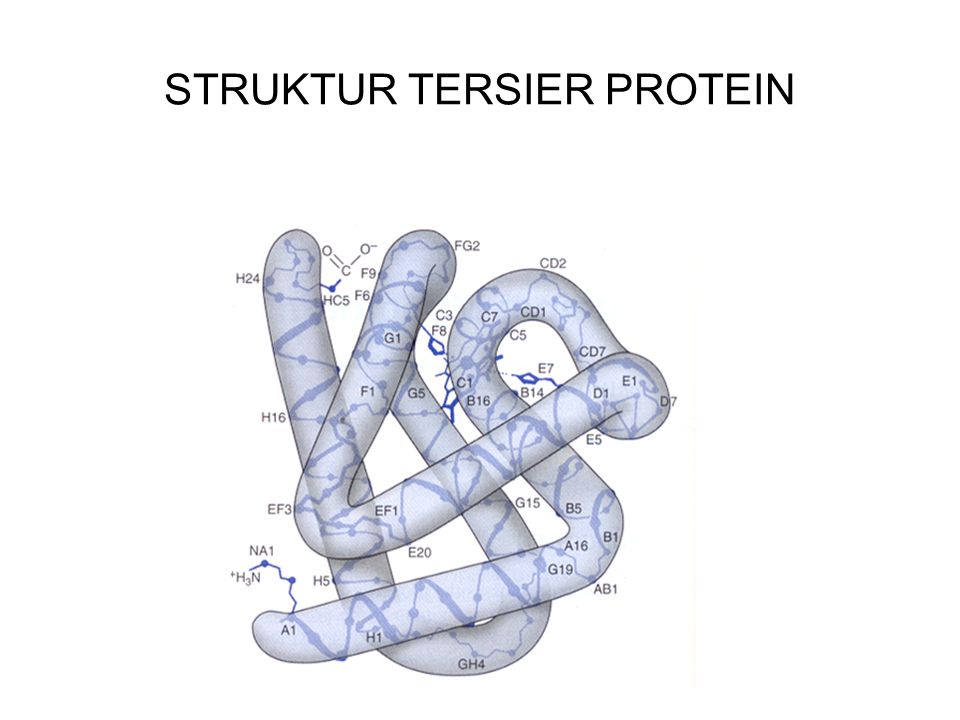 Analisis Pembentukan Struktur Sekunder dan Tersier pada Protein