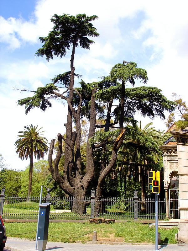 Árboles con alma: Cedro del Himalaya. Cedre. (Cedrus deodora)