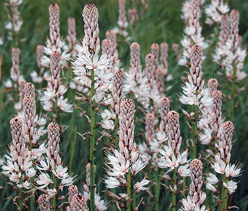 Menos gamones en Gamonal | No solo de yod vive...