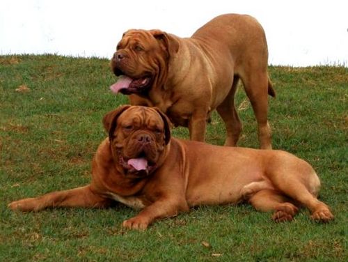 Dogue De Bordeaux