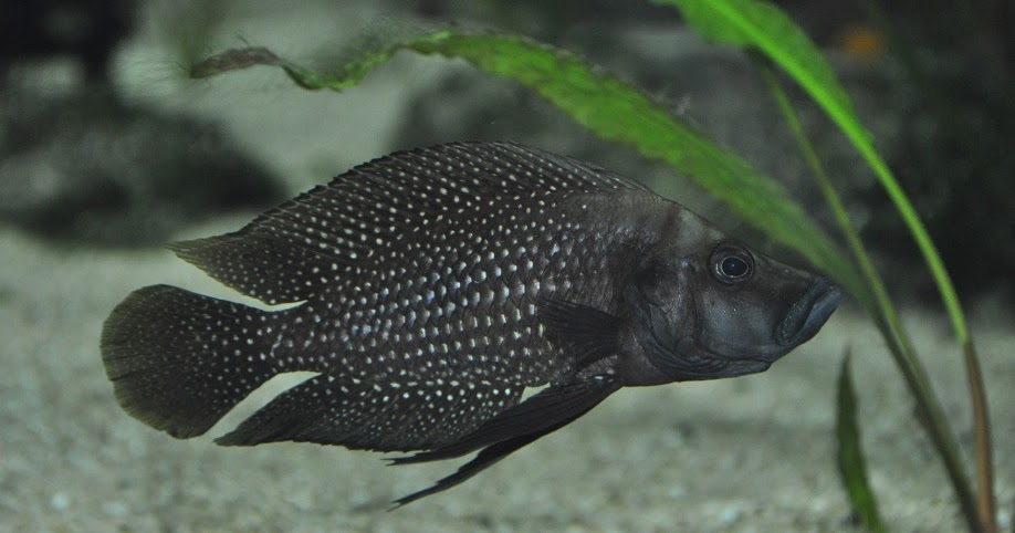 ZOOTOGRAFIANDO (6.096 ANIMALS): CÍCLIDO NACARADO / CONGO BLACKFIN ...