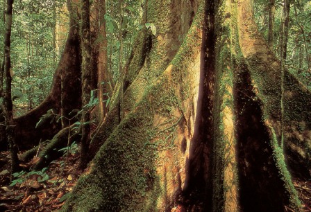 GEOGRAFI: JENIS DAN TABURAN TUMBUH-TUMBUHAN SEMULA JADI DAN HIDUPAN LIAR