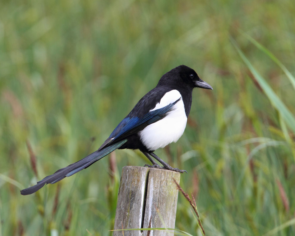 BIRDMAD: Radipole / Lodmoor dowitcher and more