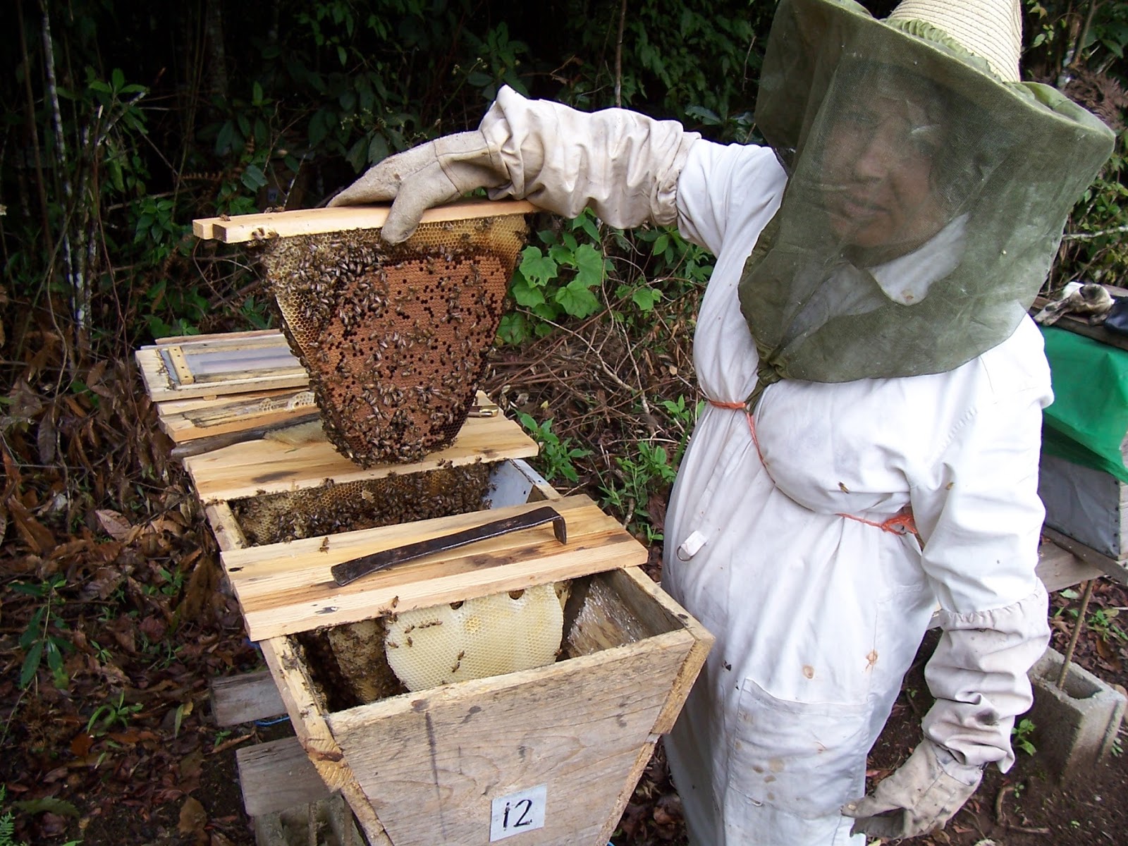 Reflexiones Sobre Apicultura: Reflexiones Sobre la Construcción de una ...