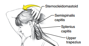 Neck Extensor and Rotation Stretch