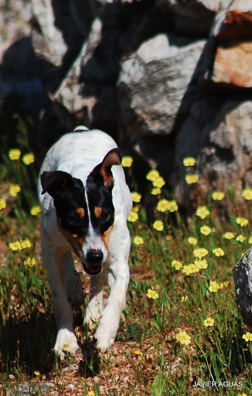 Lagartijo: BODEGUERO ANDALUZ.