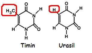 Sepenggal Perjalanan Hidup: BIOTEKNOLOGI