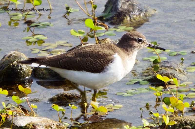 Temminck's Stint-Calidris temminckii | Nature, Cultural, and Travel ...