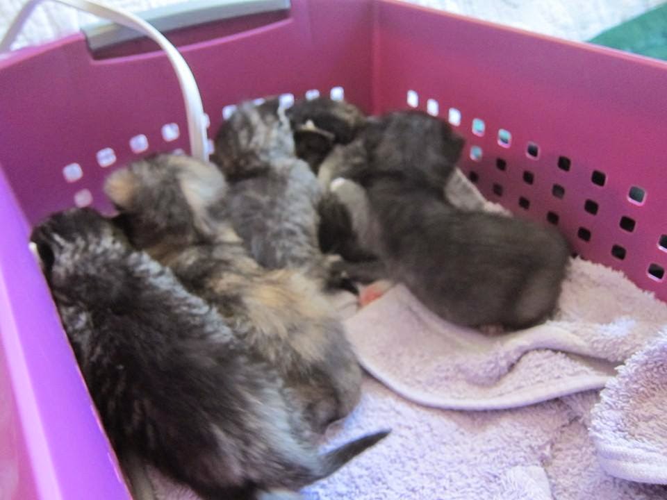 Hand-raising kittens: 2 Weeks - congratulations; it's a litter of kittens!