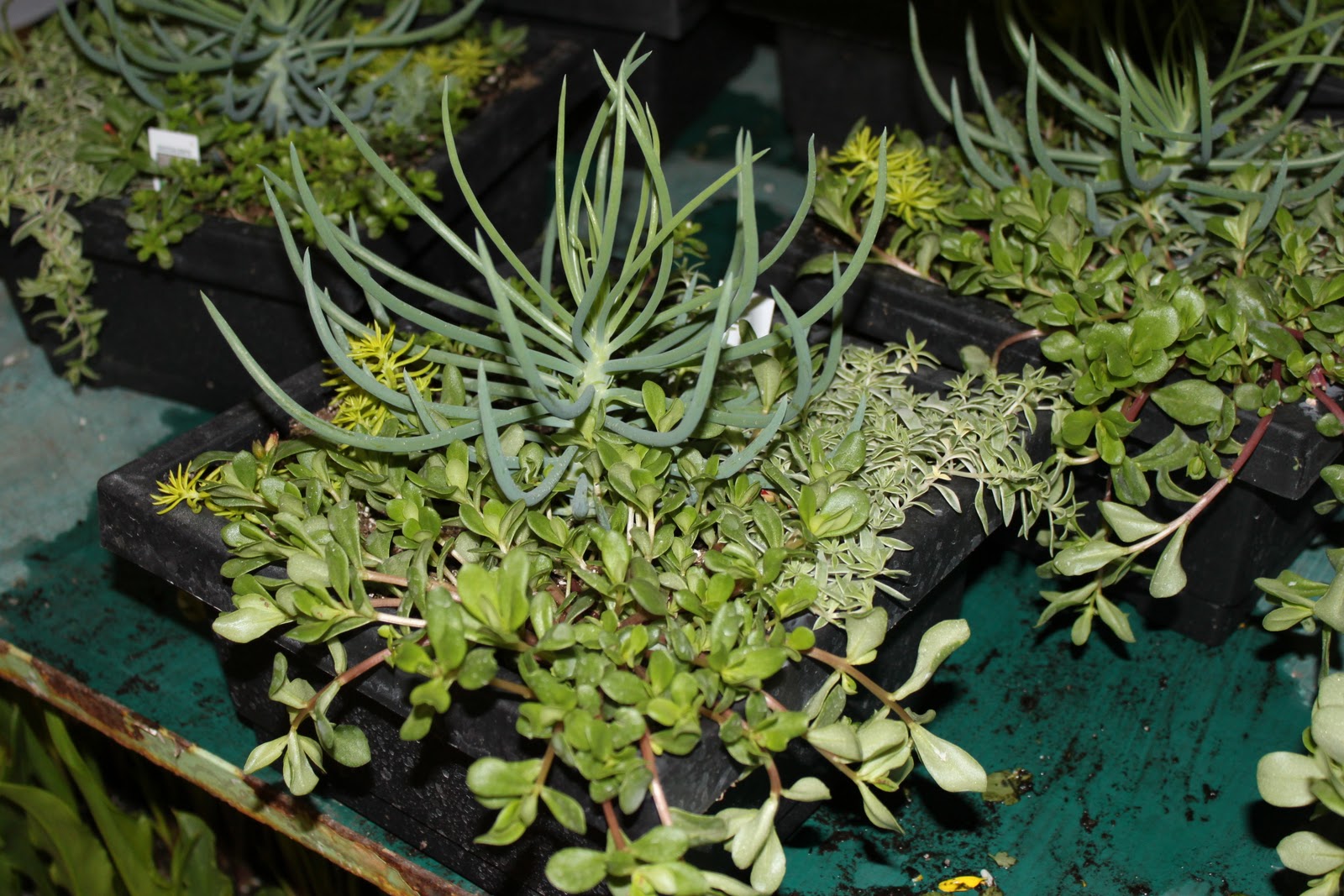 Melange: Fernlea Flowers Visit