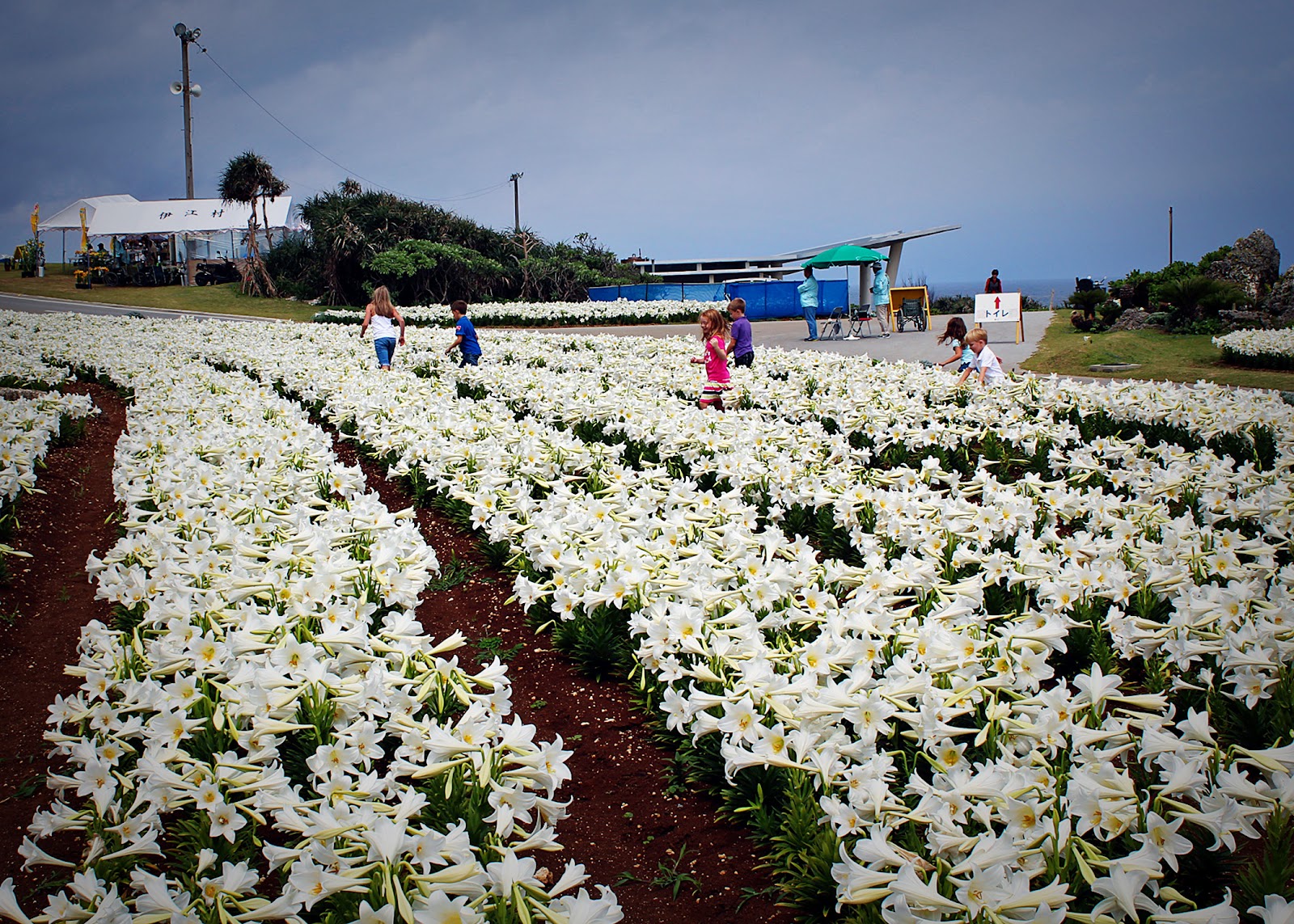 Enjoying Life With 4 Kids: Ie Island Lily Festival