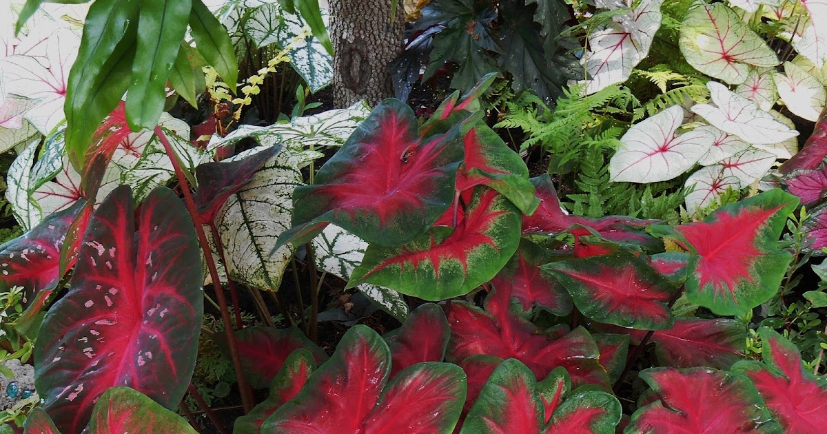 Caladium Genus | Indonesian Forest