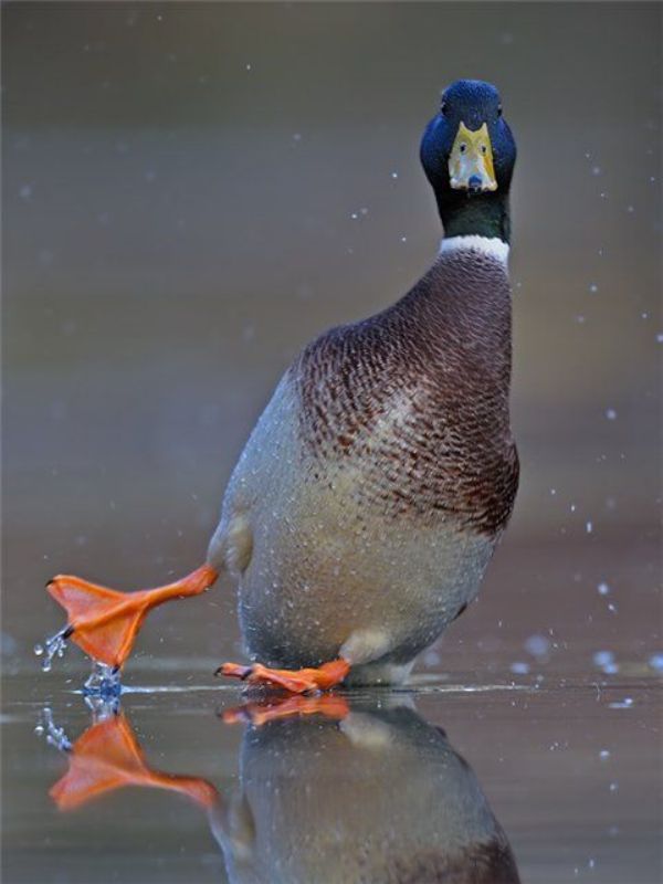 Funny Duck photos |Funny Animal