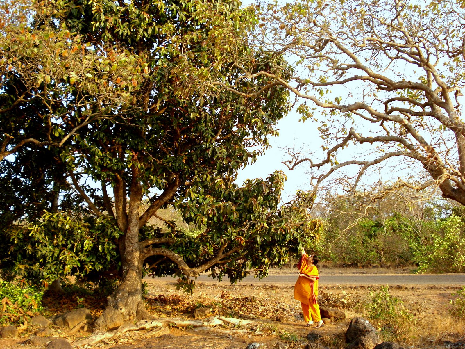 My Musings: तोरा, ओवळा आणि पांडवांची देवळा