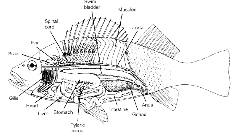 Leading The Change In Education Fish Dissection Lab Report Leading The Change In Education Fish Dissection Lab Report