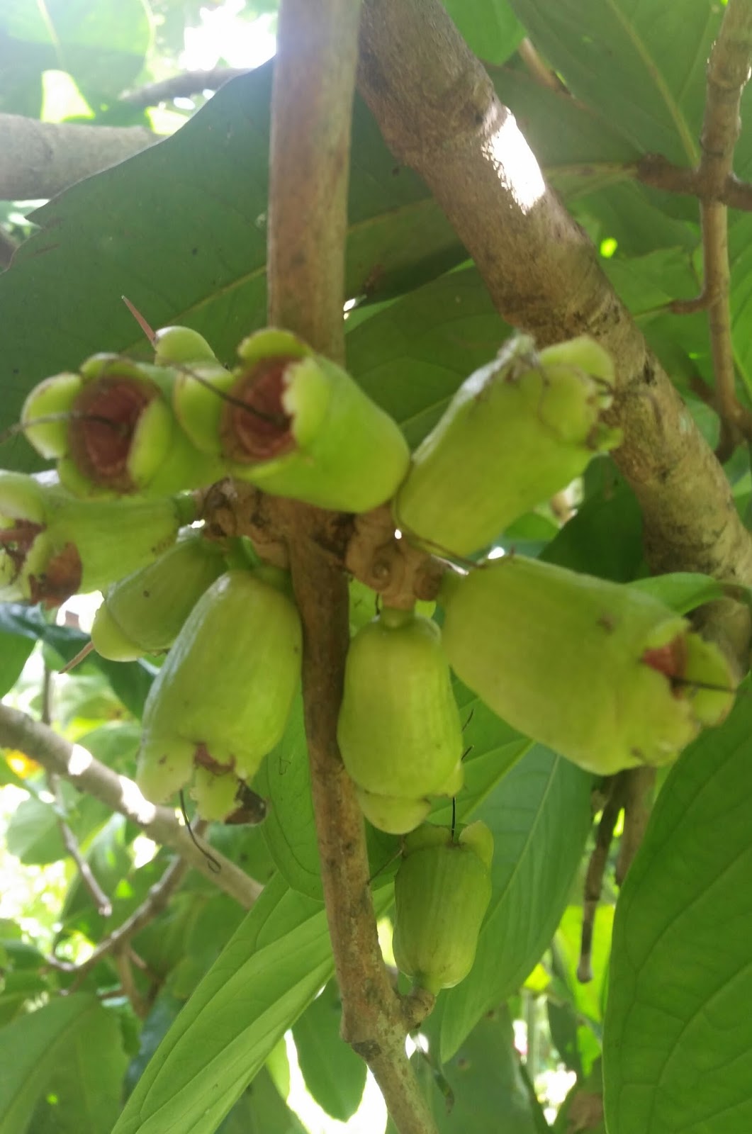 Warisan Petani: Buah Jambu Bol