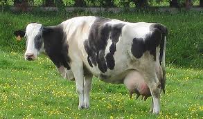 Un chico realmente ESPECIAL: LOS ANIMALES DE MI TIERRA U-Z