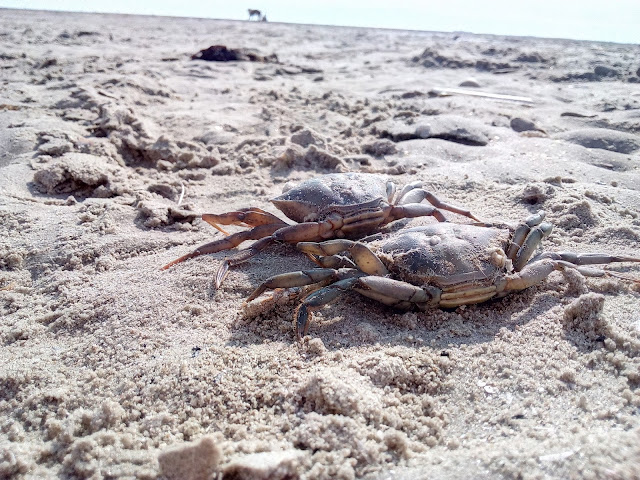 Jul's Wanderlust: Insel Rømø/Dänemark