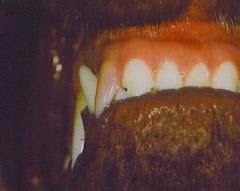 Medical Treatment Pictures-for Better Understanding: Radical ...