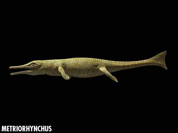 What happens when a non-accredited paleontology fan blogs: Species that ...