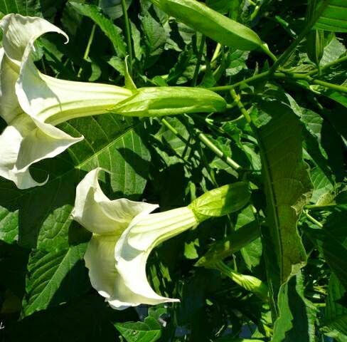 Cipactli Organización Ecológica y Sustentable : El floripondio ...