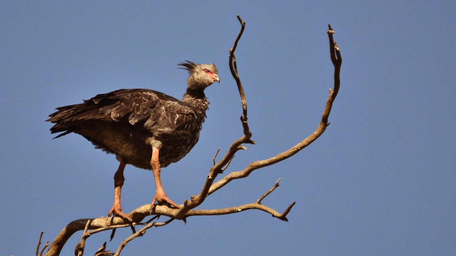 Aves de La Floresta: Chajá