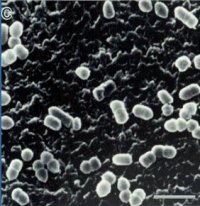 BIOLOGÍA: LOS HUMANOS TENEMOS TRES CLASES DE SISTEMAS DIGESTIVOS SEGÚN ...