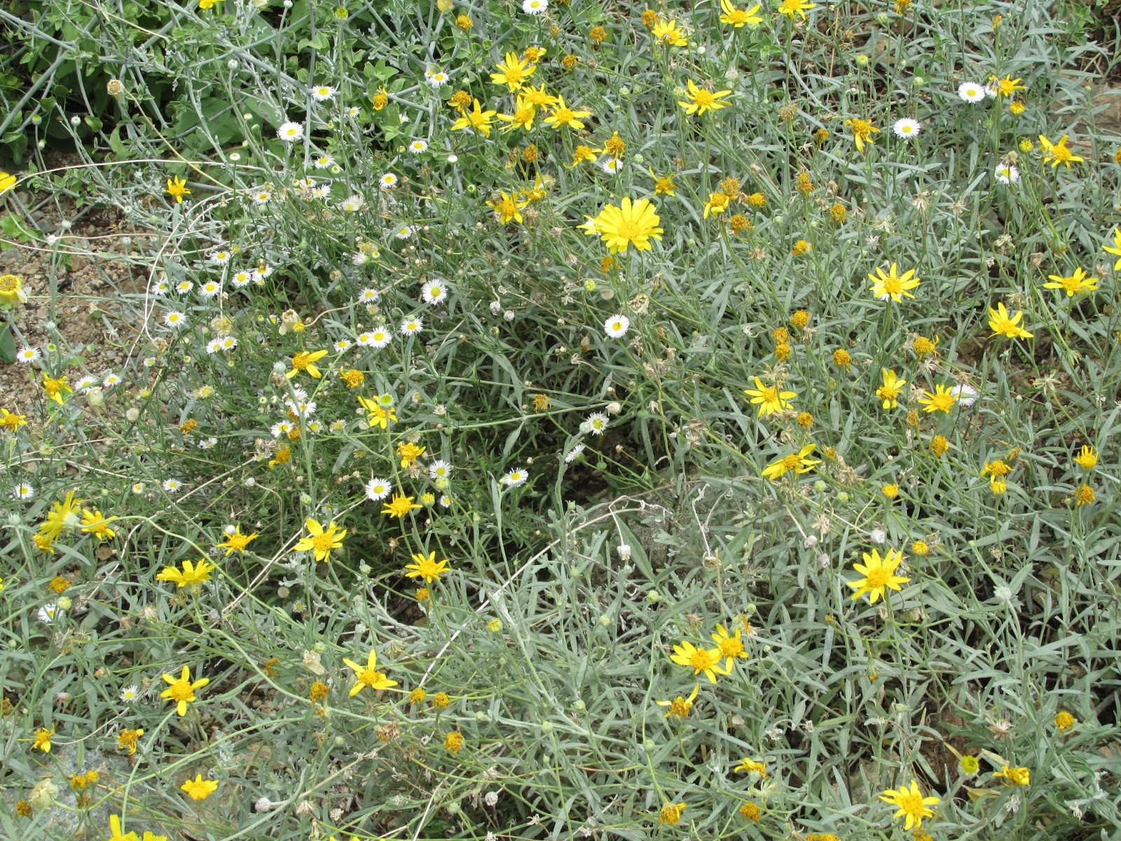 In the Sonoran Sun: A Bloomy, Herpy, Birdy Day