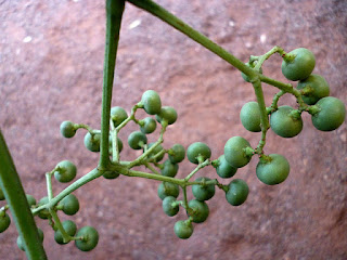 Bandicoot Berry - Burulla | SL Flora
