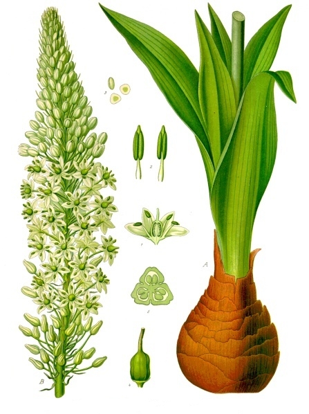 VADEMECUM NATURAL. FARMACOGNOSIA.: ESCILA