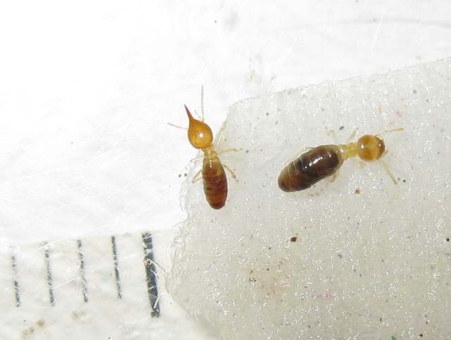 Photos and Info on Ants and Termites of Malaysia: Nasutitermes