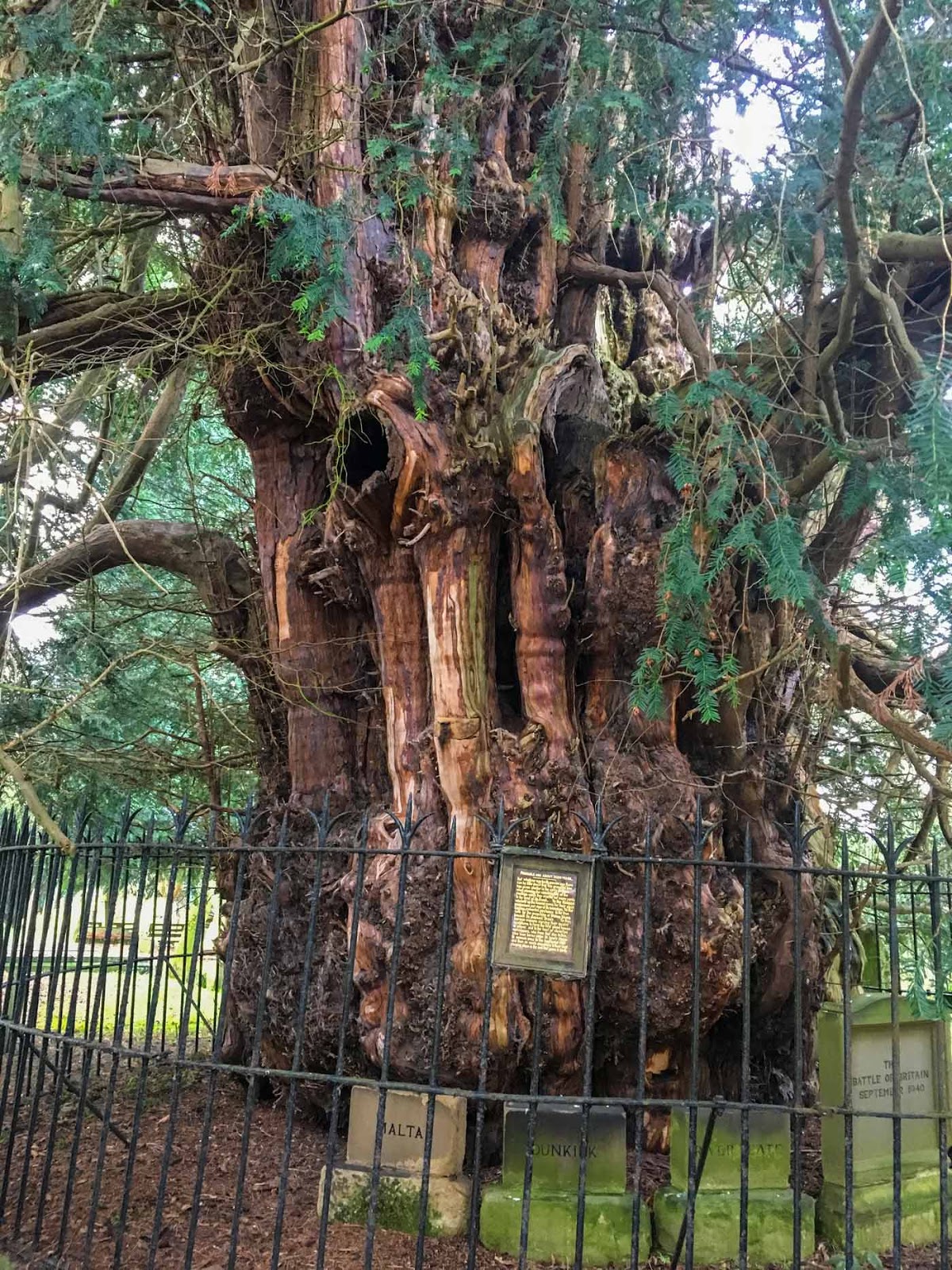 Darley Dale Wildlife: The Darley Yew