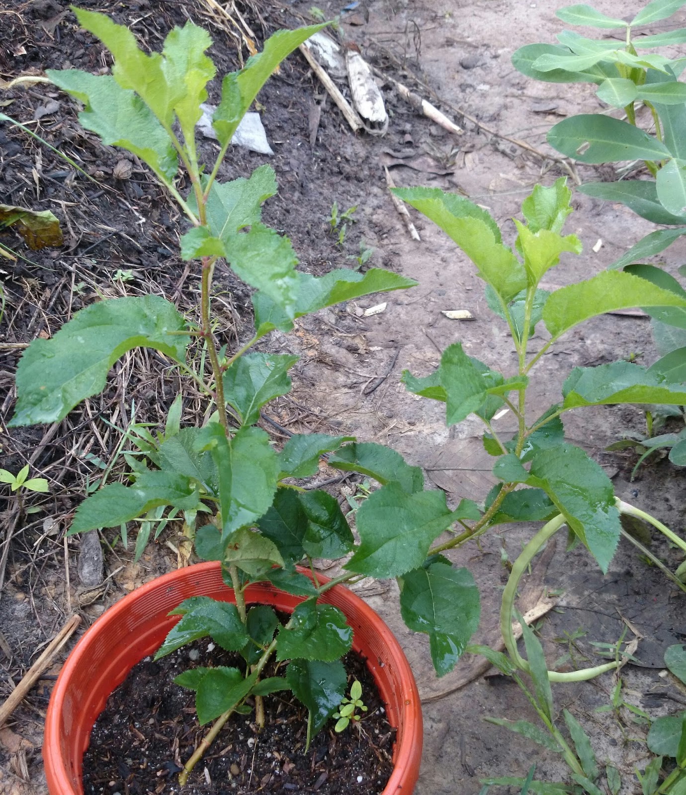 cara bertani : POKOK EPAL HIDUP BAIK DI KBR