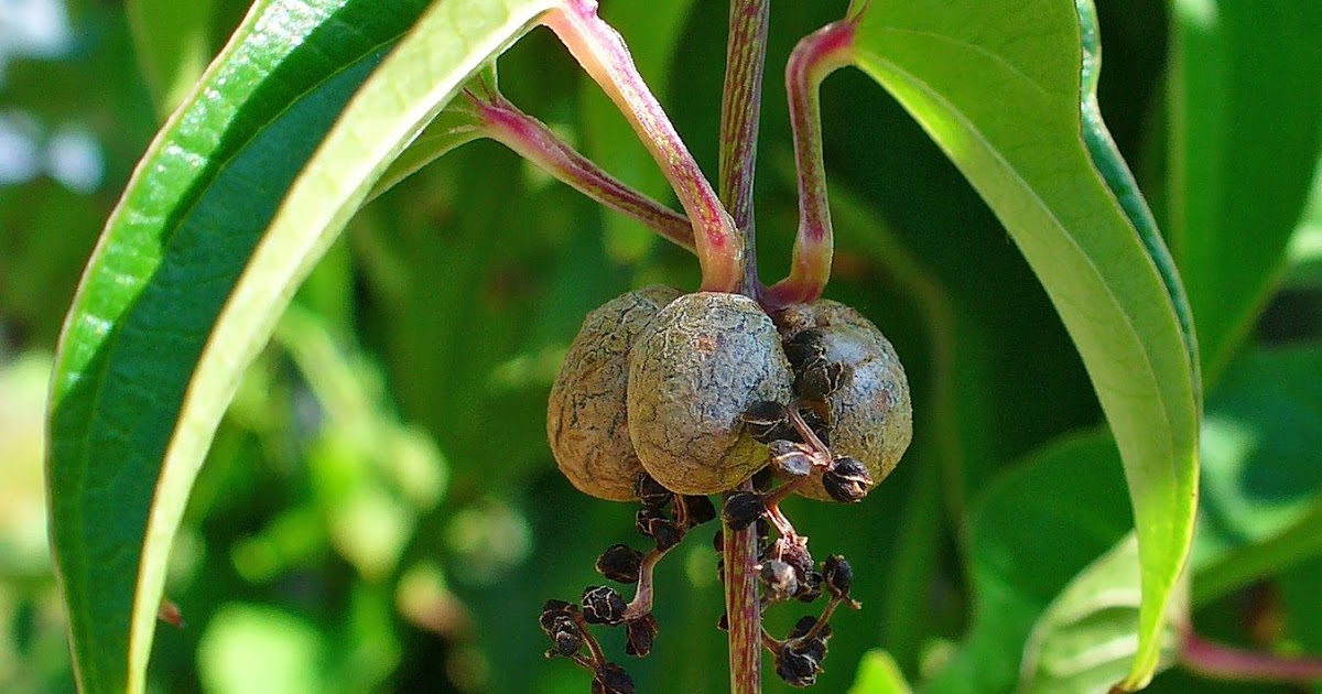 Earth and Space News: Americanized Chinese Yam Gardens: Exotic Yams for ...