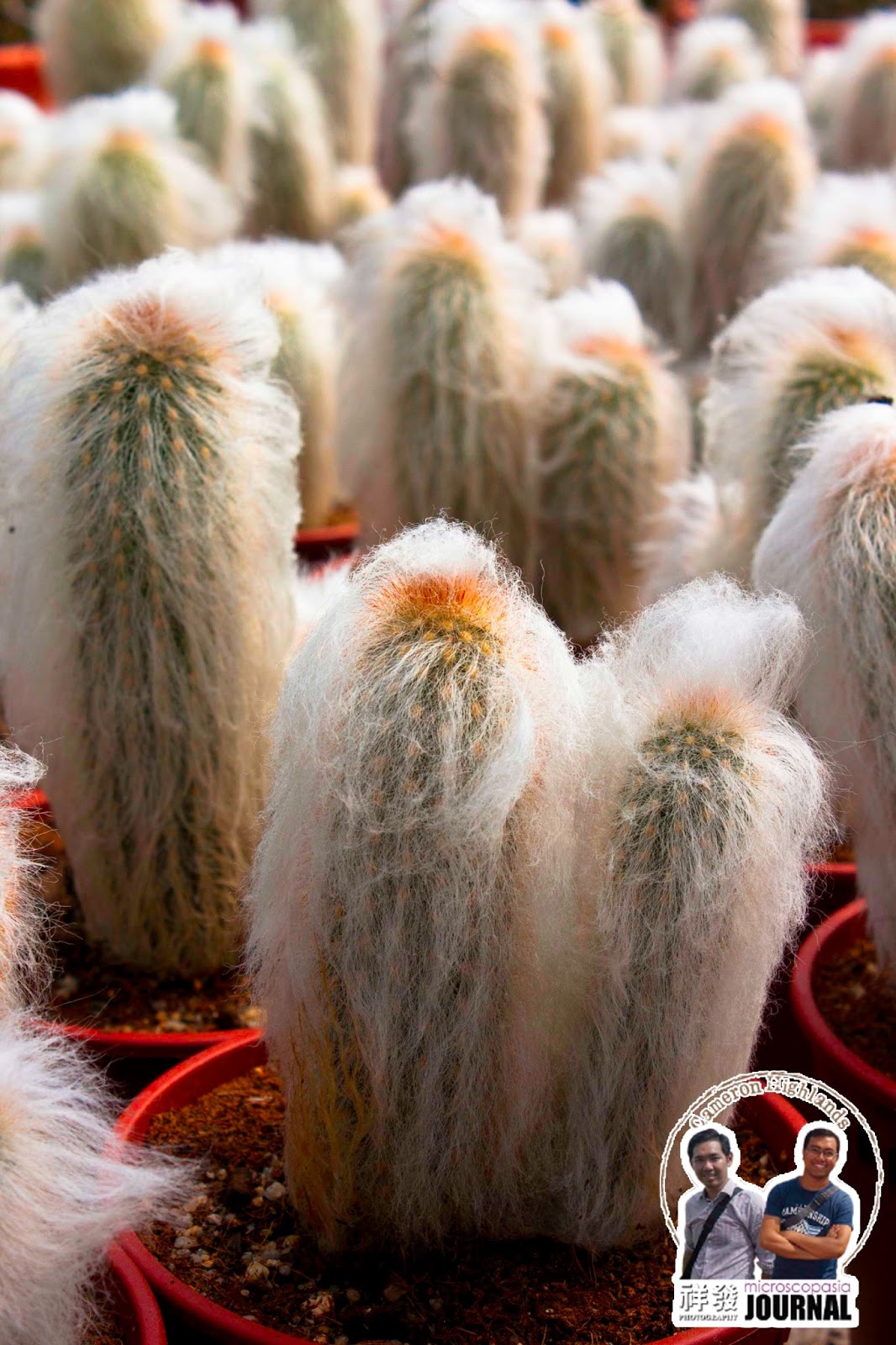Wandering at The Cactus Point, Cameron Highland
