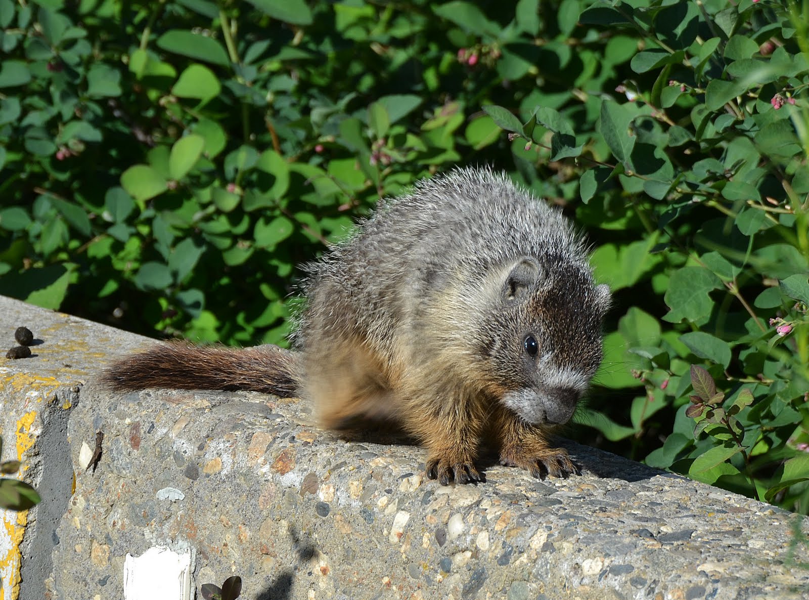 **Coldstreamernews**: Photo Gallery - Sleepy baby marmot! - Courtesy ...