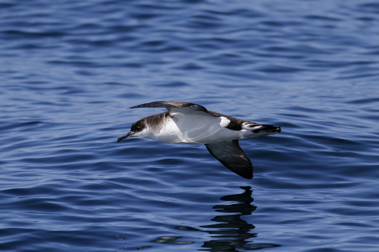 Joe Pender Wildlife Photography: Manx Shearwater