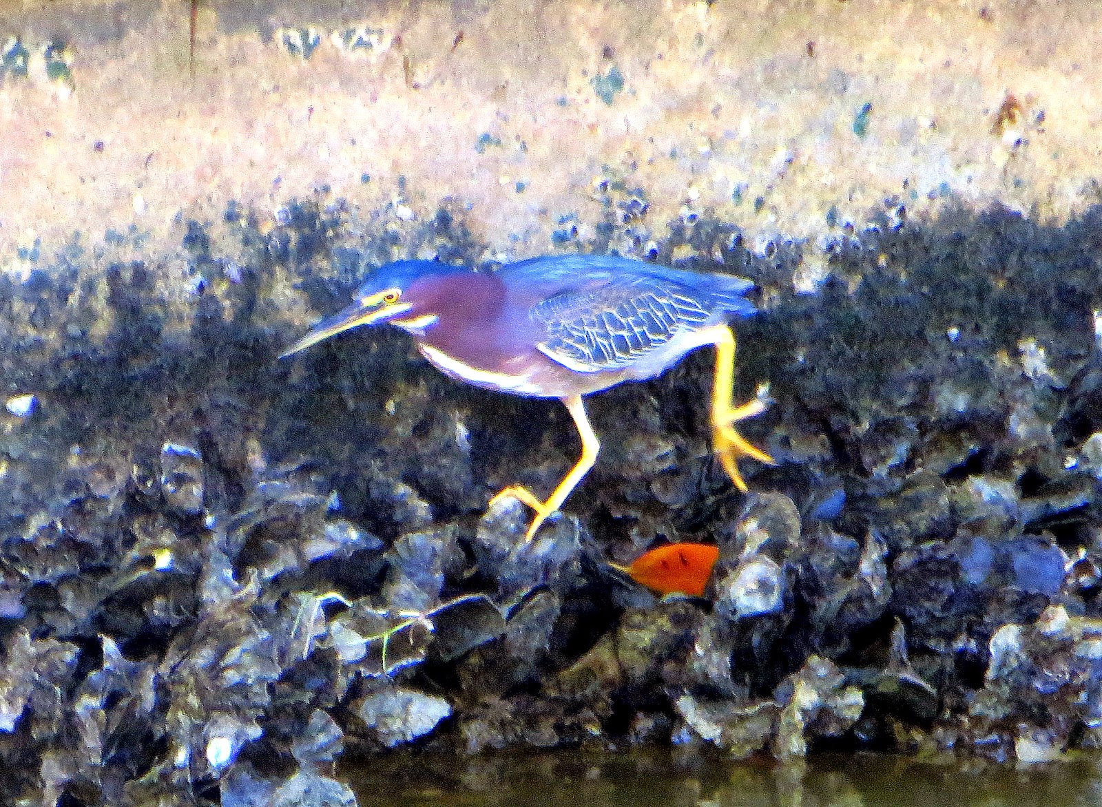 Todd Swank: The Crazy Birds in Fort Myers, Florida