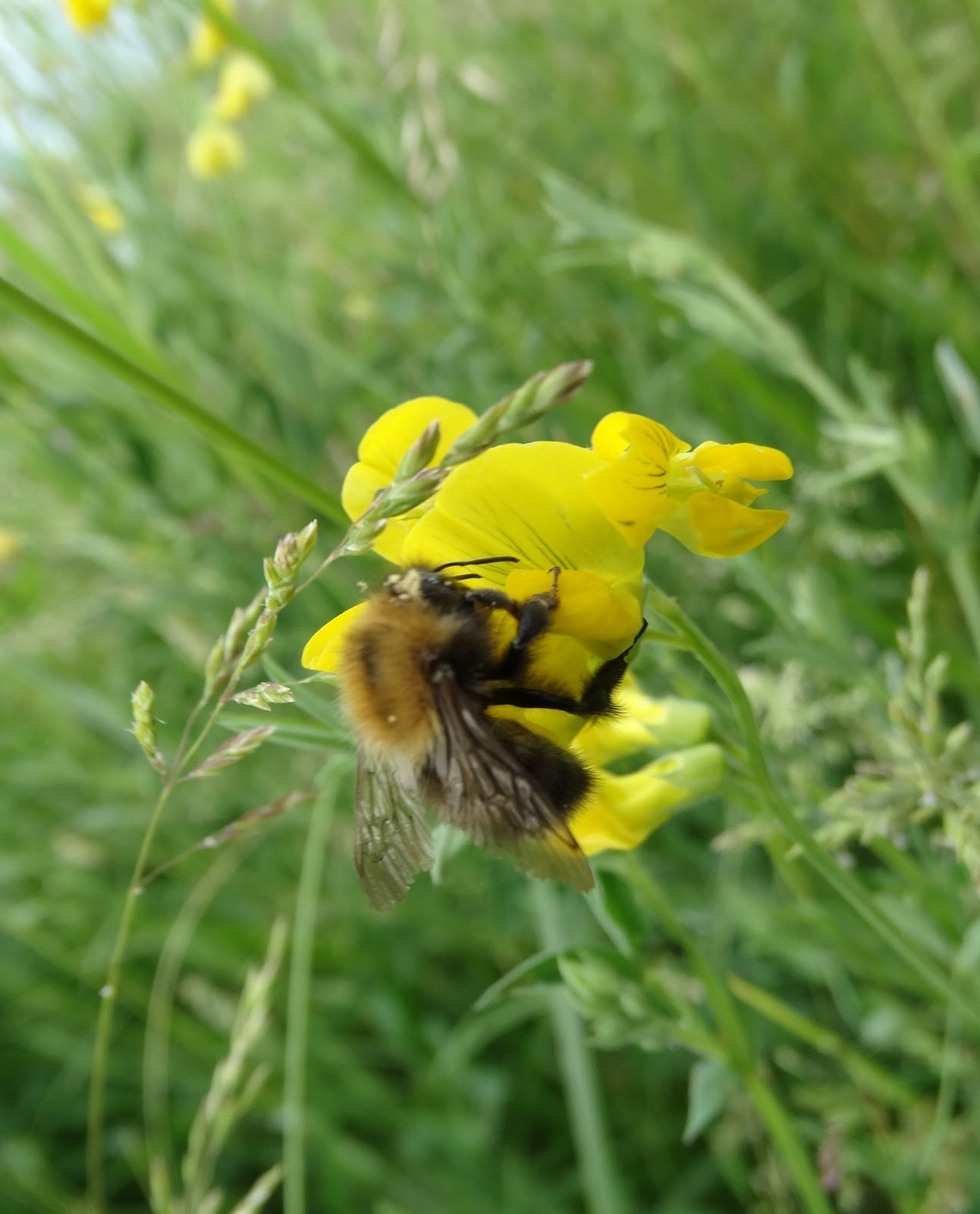 oog voor de natuur: Akkerhommel (Bombus pascuorum) op gewone rolklaver ...