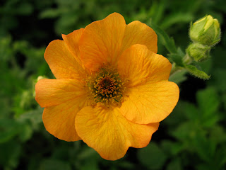 All about plants and more: Glorious Geums