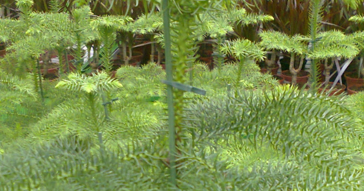 Комнатные растения для души и настроения: Араукария (Araucaria ...