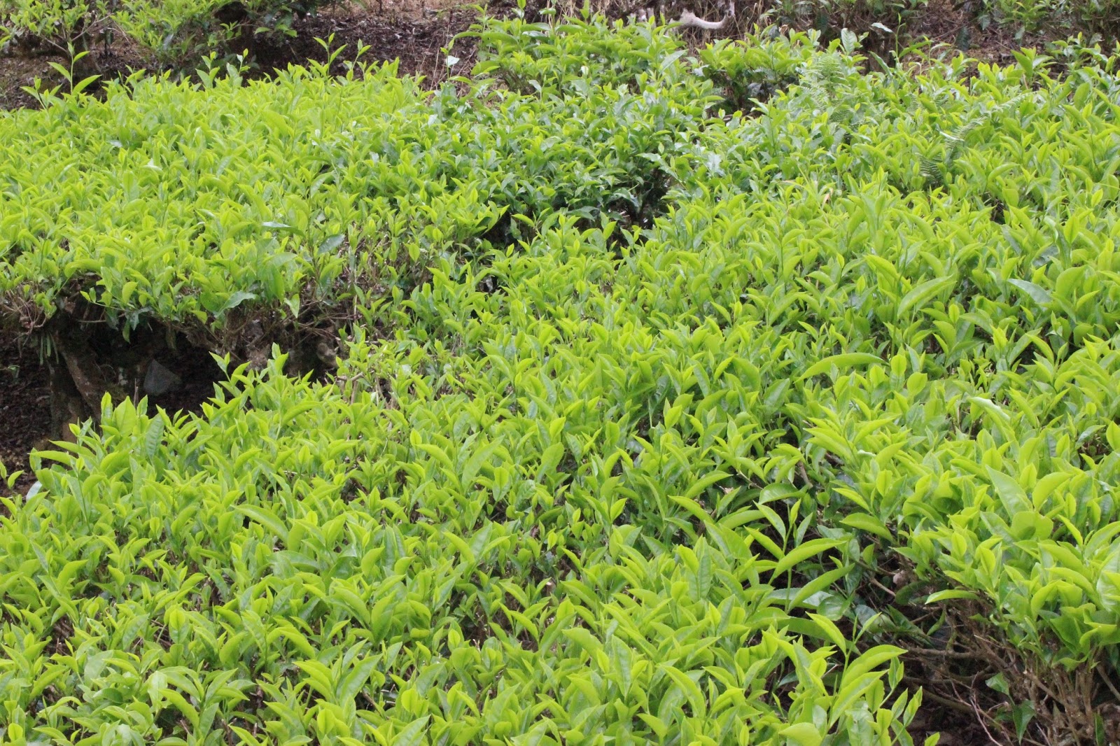 Atuk: LADANG TEH CAMERON HIGHLANDS
