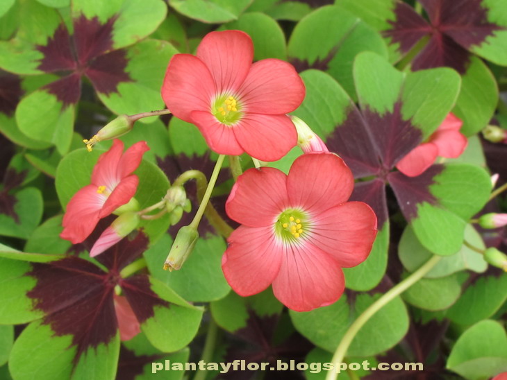Plantas y flores: Oxalis deppei