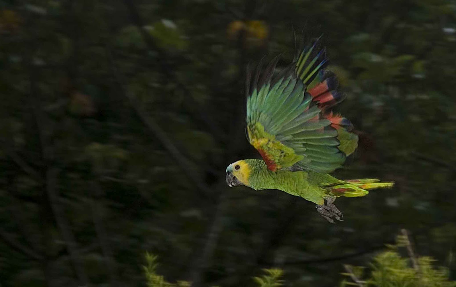 BOLIVIA TOUR: Chapare