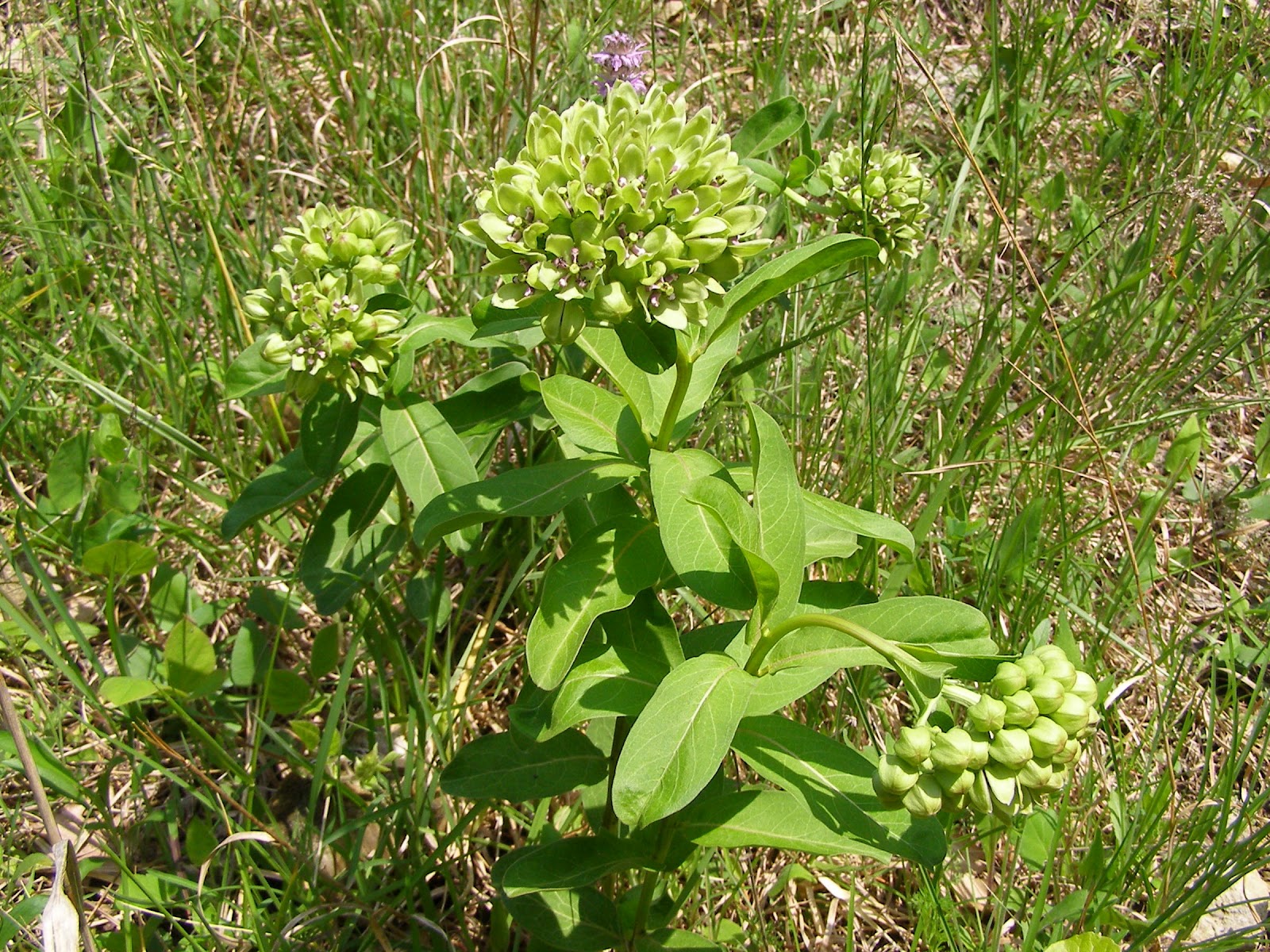 Blue Jay Barrens: Spider Milkweed and Caterpillar