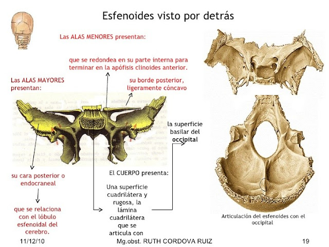 ANATOMÍA HUMANA: julio 2018