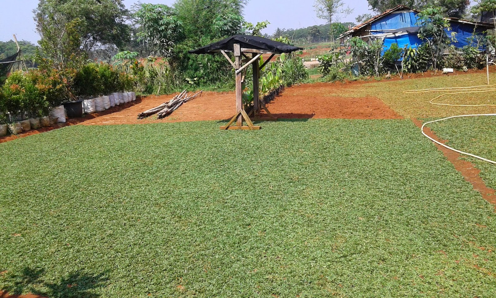 JUAL RUMPUT GAJAH MINI | RUMPUT JEPANG | RUMPUT GOLF | RUMPUT SUIS ...