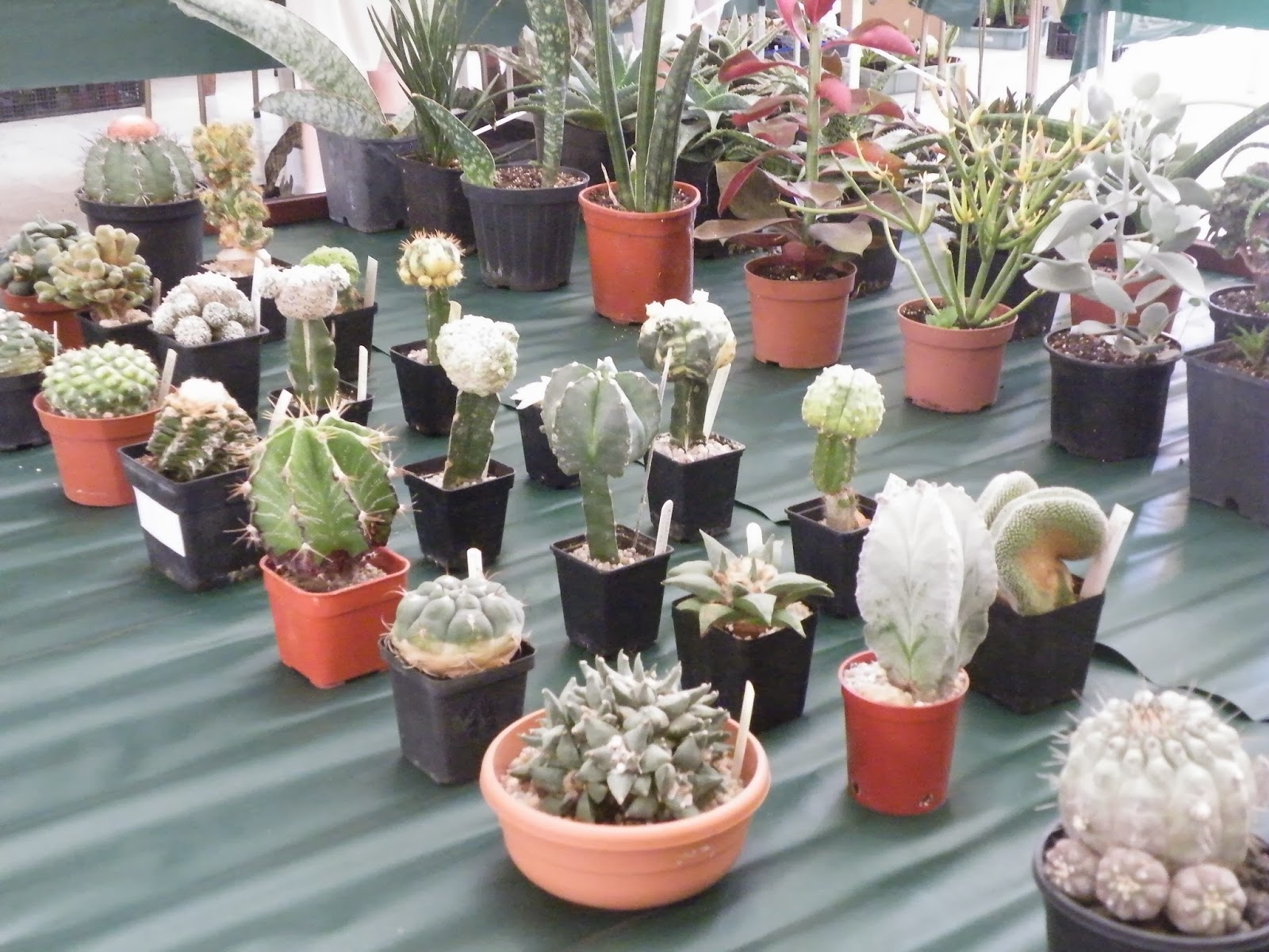 The cactus and Succulent Society of Malta: More pictures from the 2013 ...